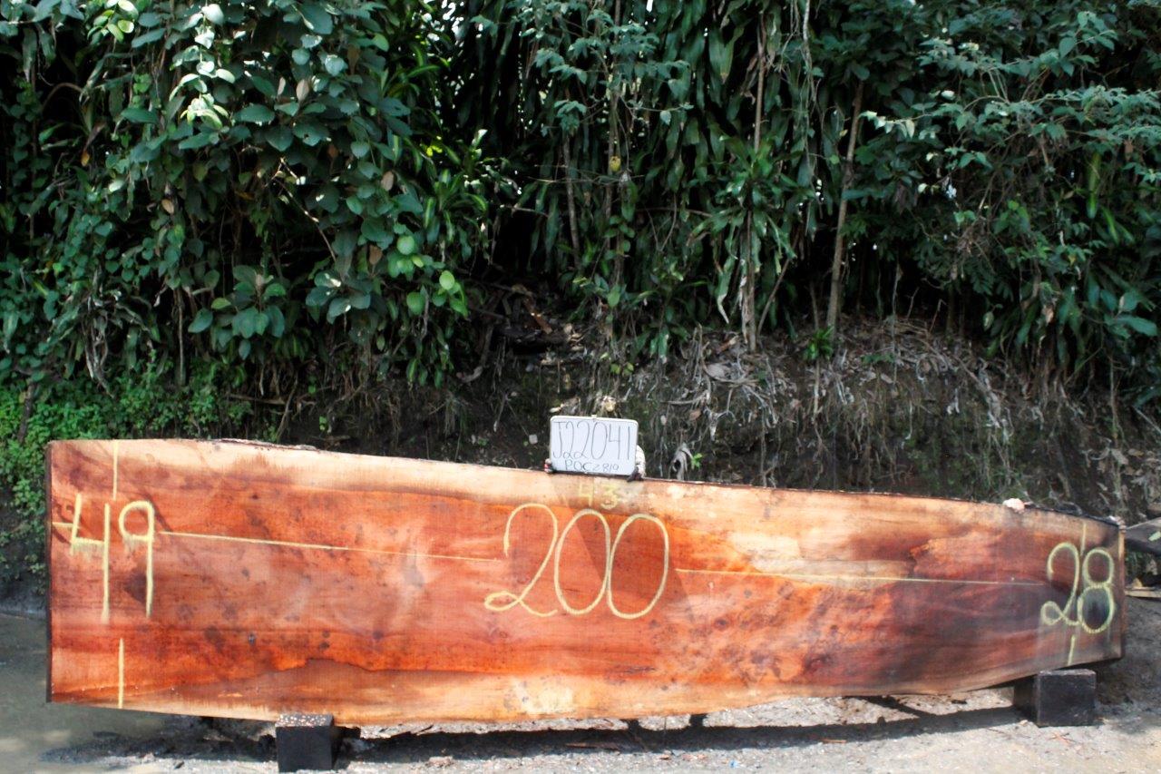 Pochote/ Cedro Macho – Premium Wood Slabs